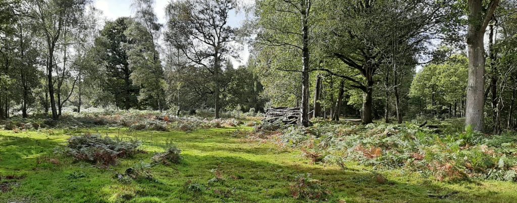 Pamber Forest 31st October 2021 – Basingstoke Andover District ...